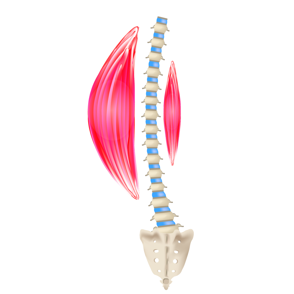 Movements to avoid: Modified exercises for Scoliosis